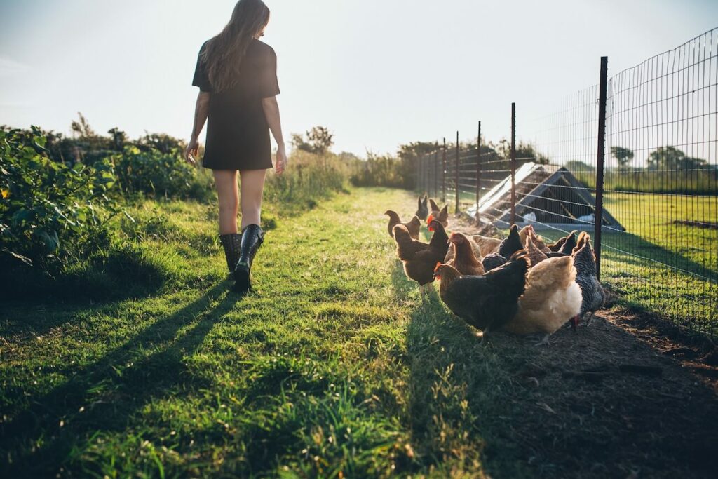 How to support free range farming? - Gratitude